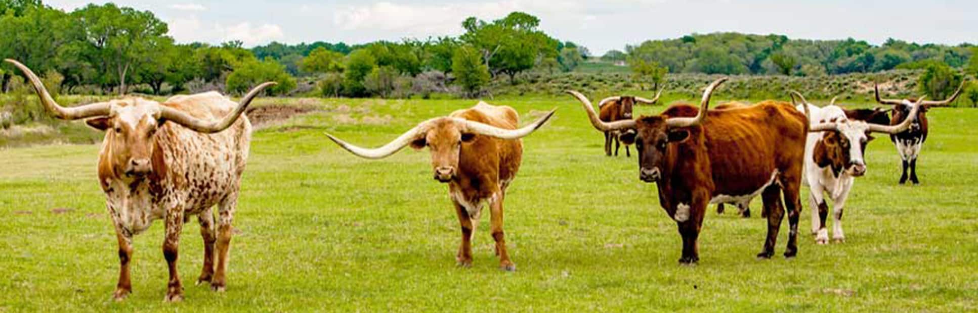 Texas State and Local Taxes (SALT) | James Moore & Co.